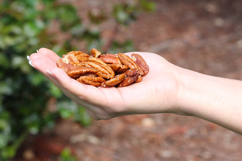 It’s Springtime: And It’s National Pecan Month! – Bella Viva Orchards ...